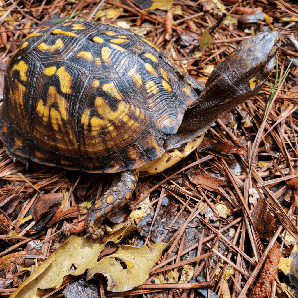 April Focus Challenge - Get Out in NATURE! - Refining Our Focus