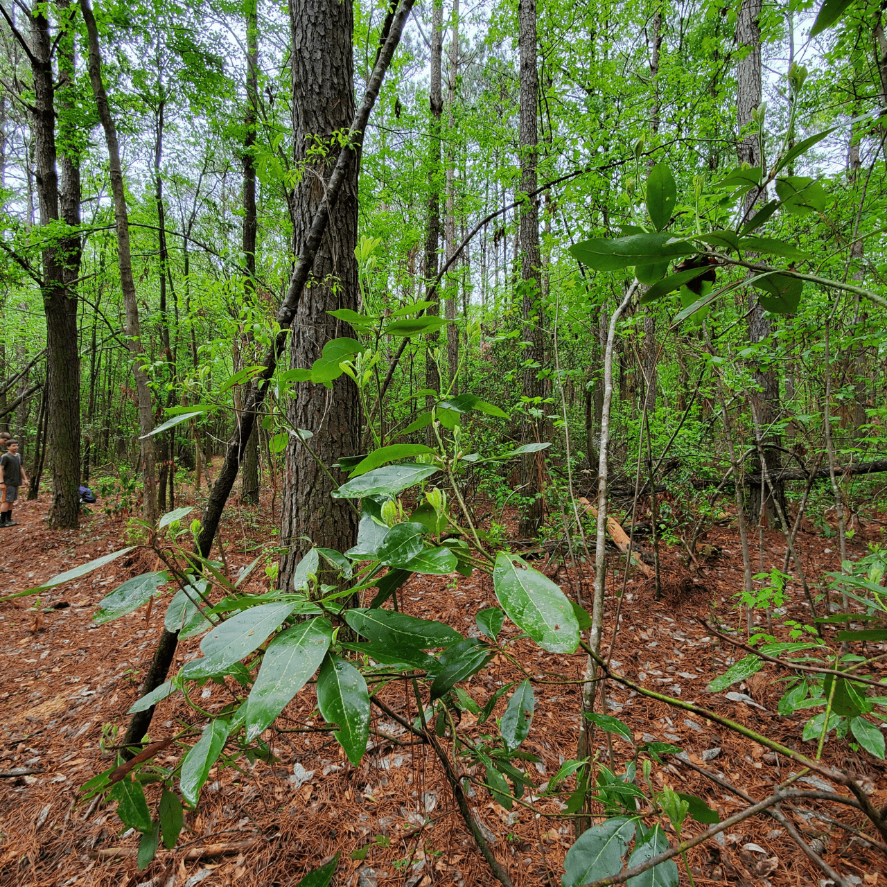 April Focus Challenge - Get Out in NATURE! - Refining Our Focus